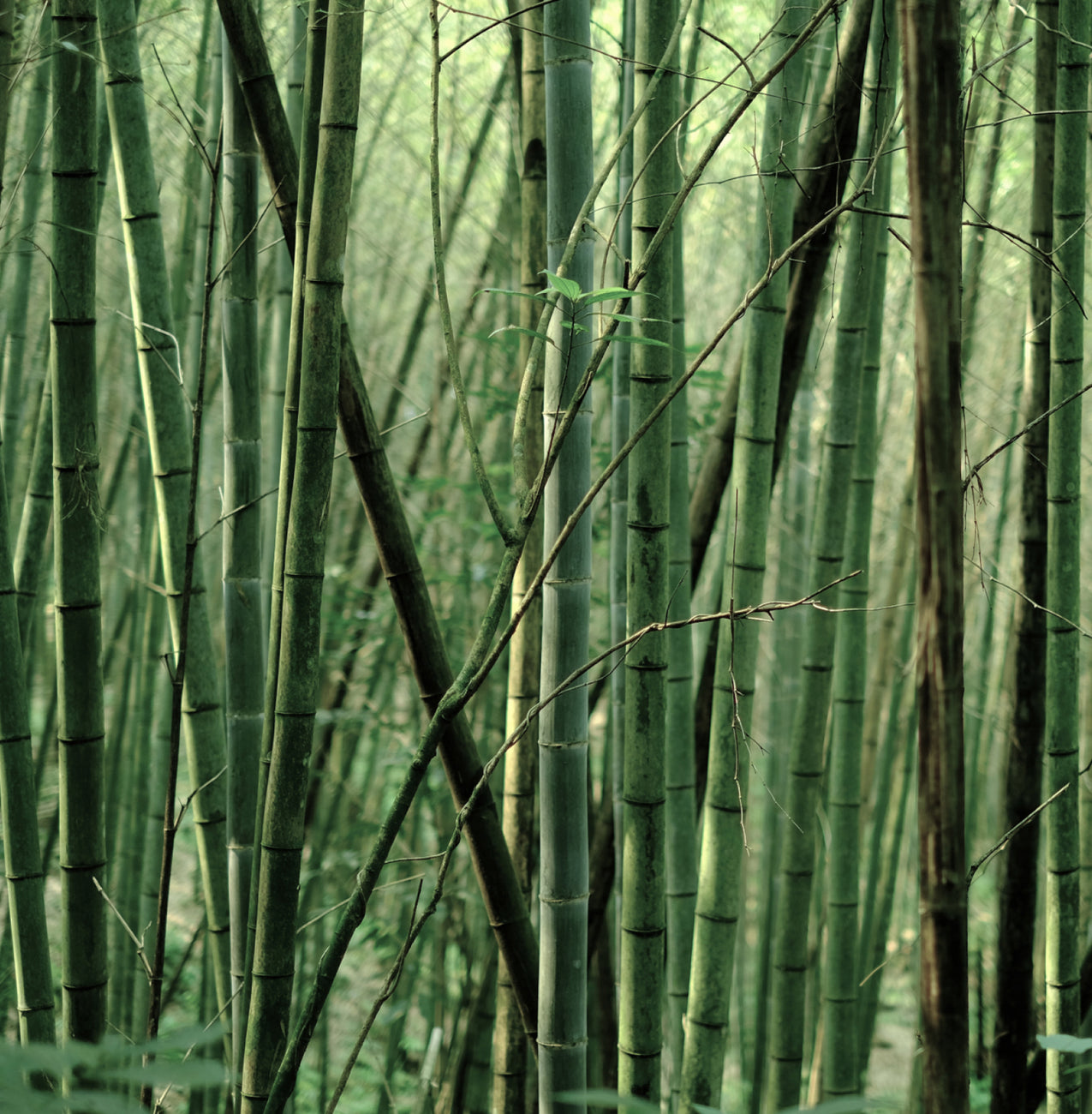 Banbū in Midnight – von Holzhausen